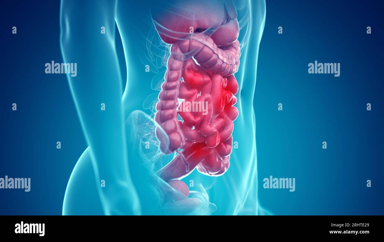 Abdominal organs, illustration Stock Photo - Alamy
