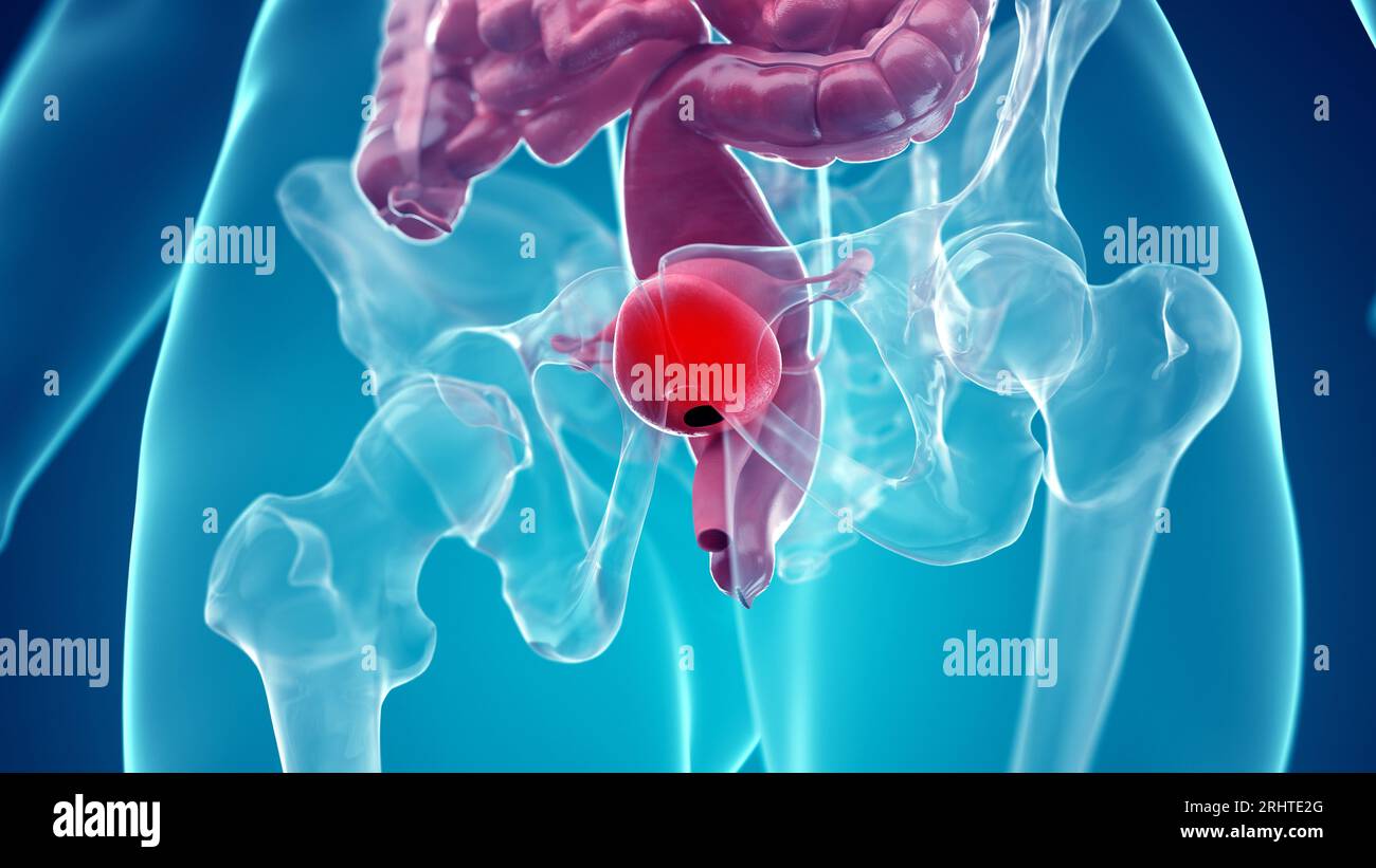 Uterus and bladder, illustration Stock Photo - Alamy Uterus and bladder, illustration Stock Photo - Alamy