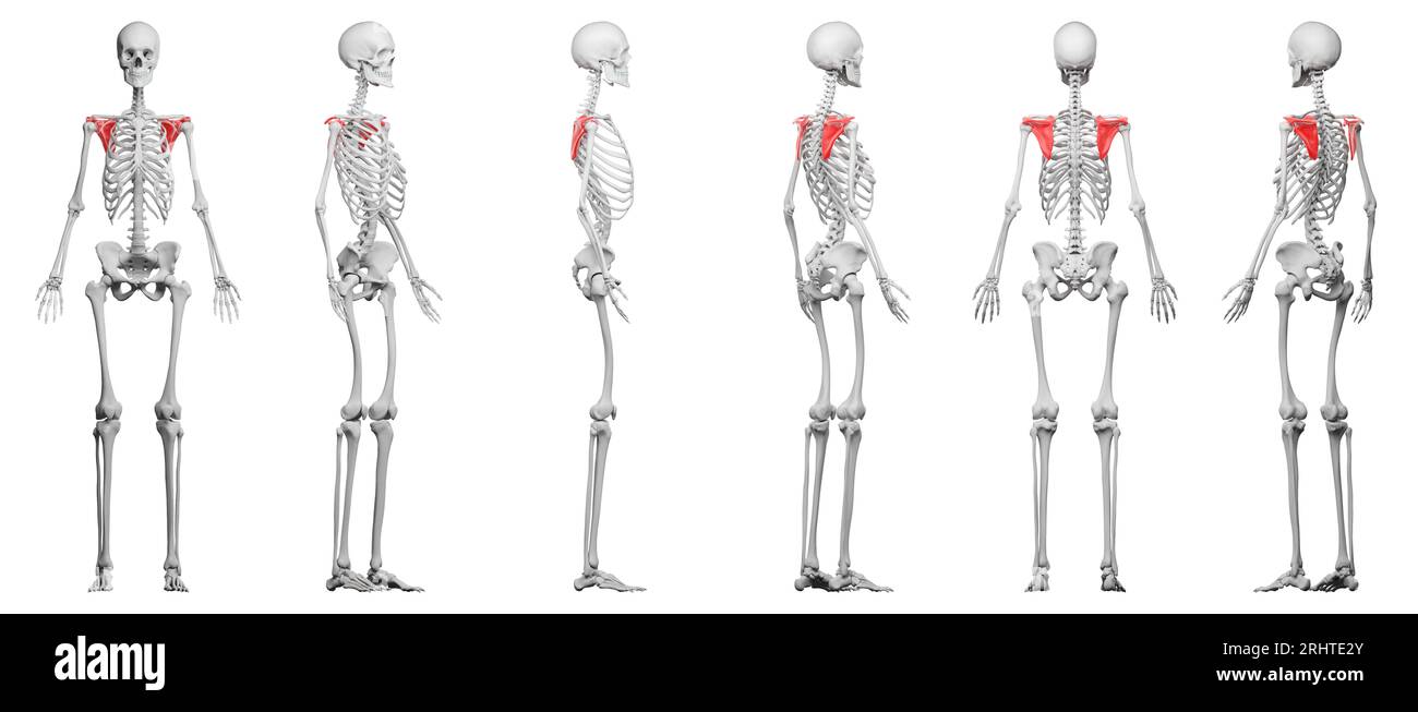 Scapula bones Cut Out Stock Images & Pictures - Alamy