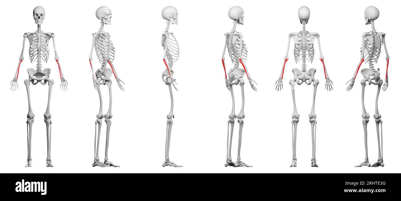 Ulna bone, illustration Stock Photo - Alamy