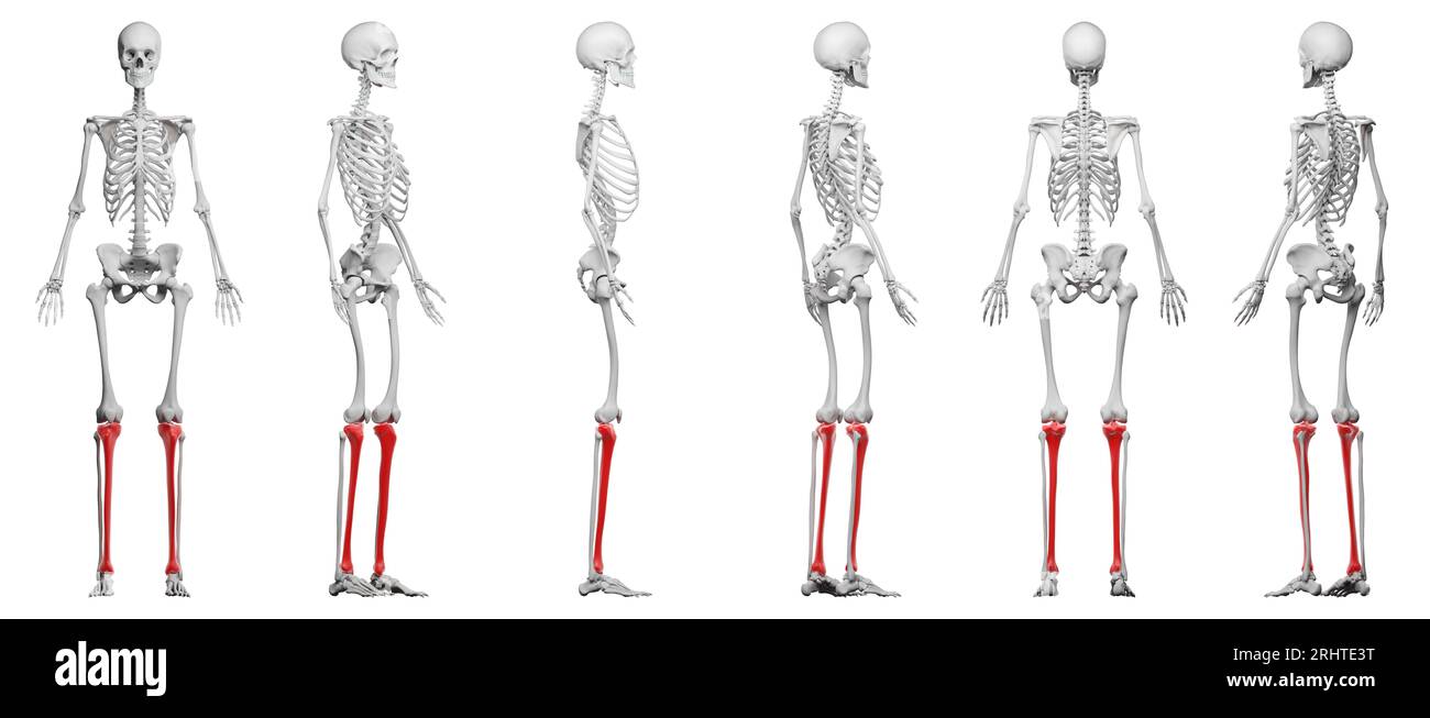 Tibia Cut Out Stock Images & Pictures - Alamy