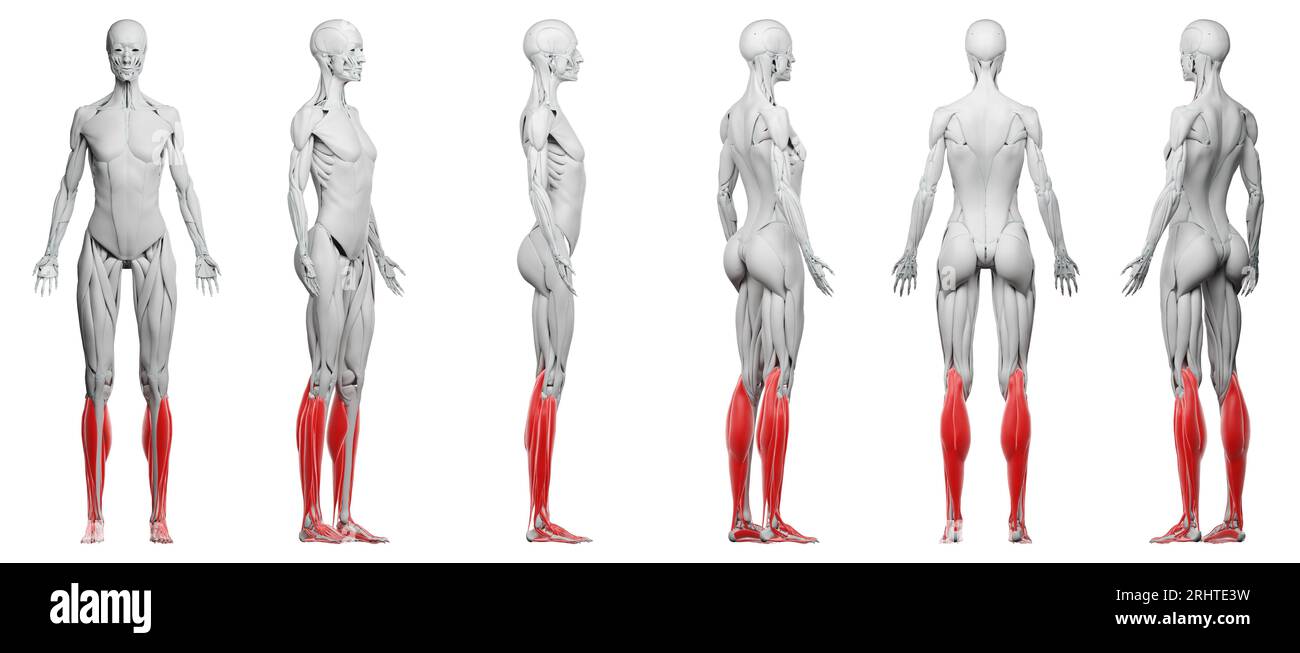 Leg Muscles Used When Walking
