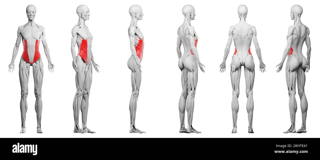 Obliques muscles hi-res stock photography and images - Alamy