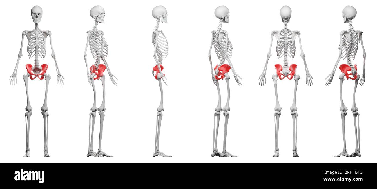 Hip bones, illustration Stock Photo - Alamy