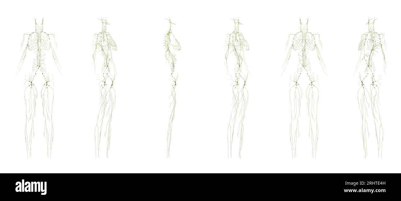 Lymph nodes 3d Cut Out Stock Images & Pictures - Alamy