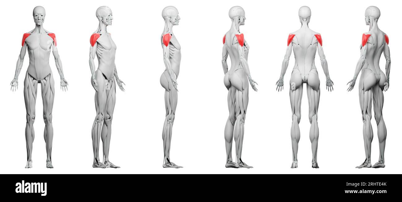 Deltoid muscles, illustration Stock Photo - Alamy