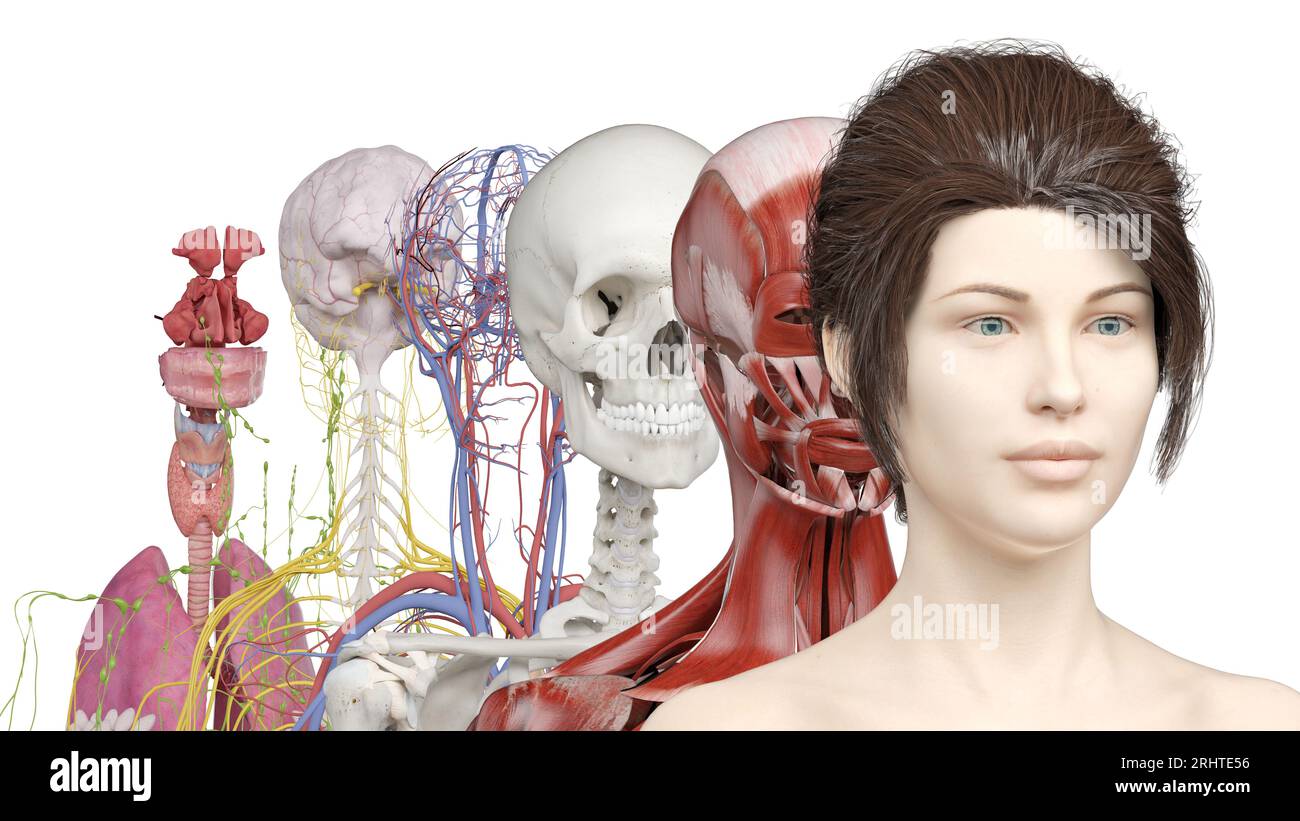Human anatomy systems, illustration Stock Photo - Alamy