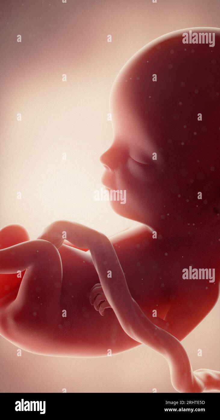 Pregnancy week 13 hi-res stock photography and images - Alamy