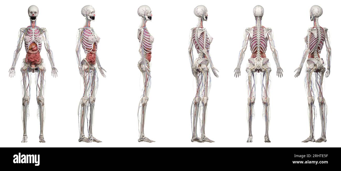 Female anatomy, illustration Stock Photo - Alamy