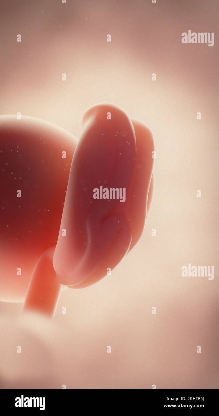 Embryo at week 4, illustration Stock Photo - Alamy