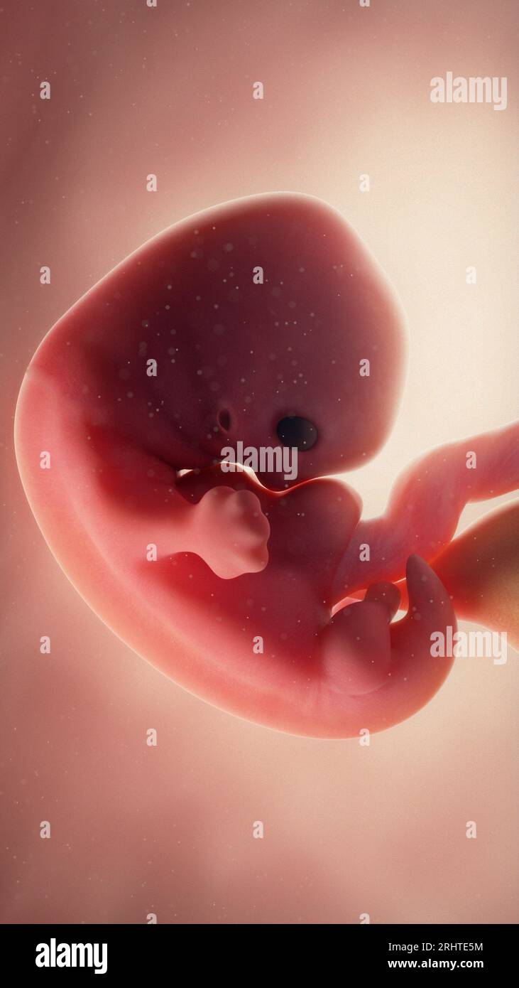 Embryo at week 7, illustration Stock Photo - Alamy