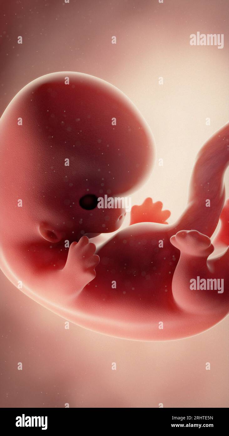 Foetus at week 8, illustration Stock Photo - Alamy