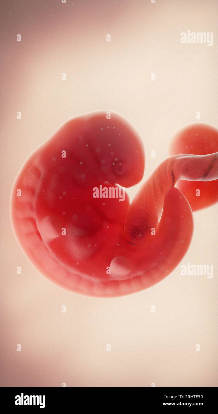 Embryo at week 6, illustration Stock Photo - Alamy