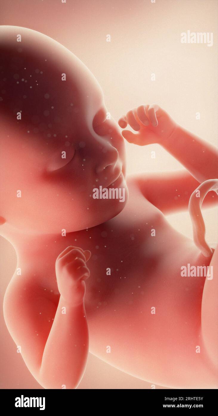 Foetus at week 35, illustration Stock Photo - Alamy