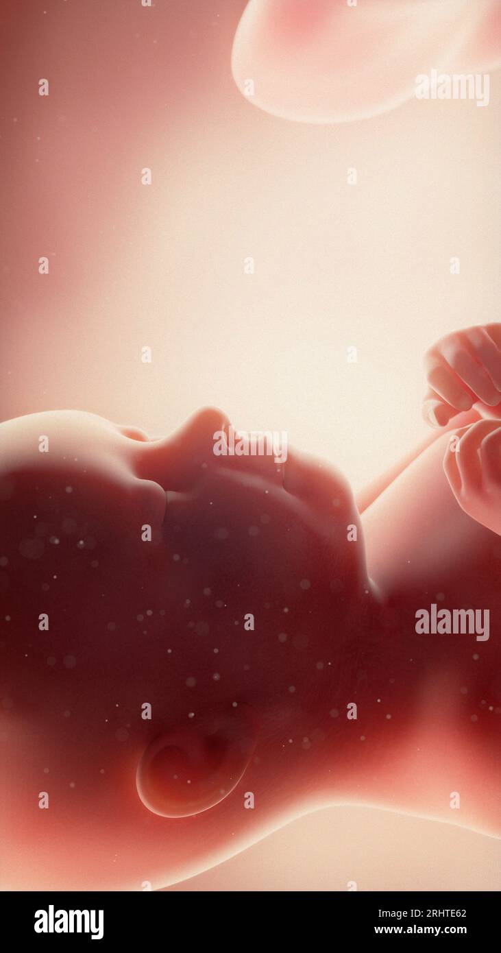 Womb foetus hand hi-res stock photography and images - Alamy