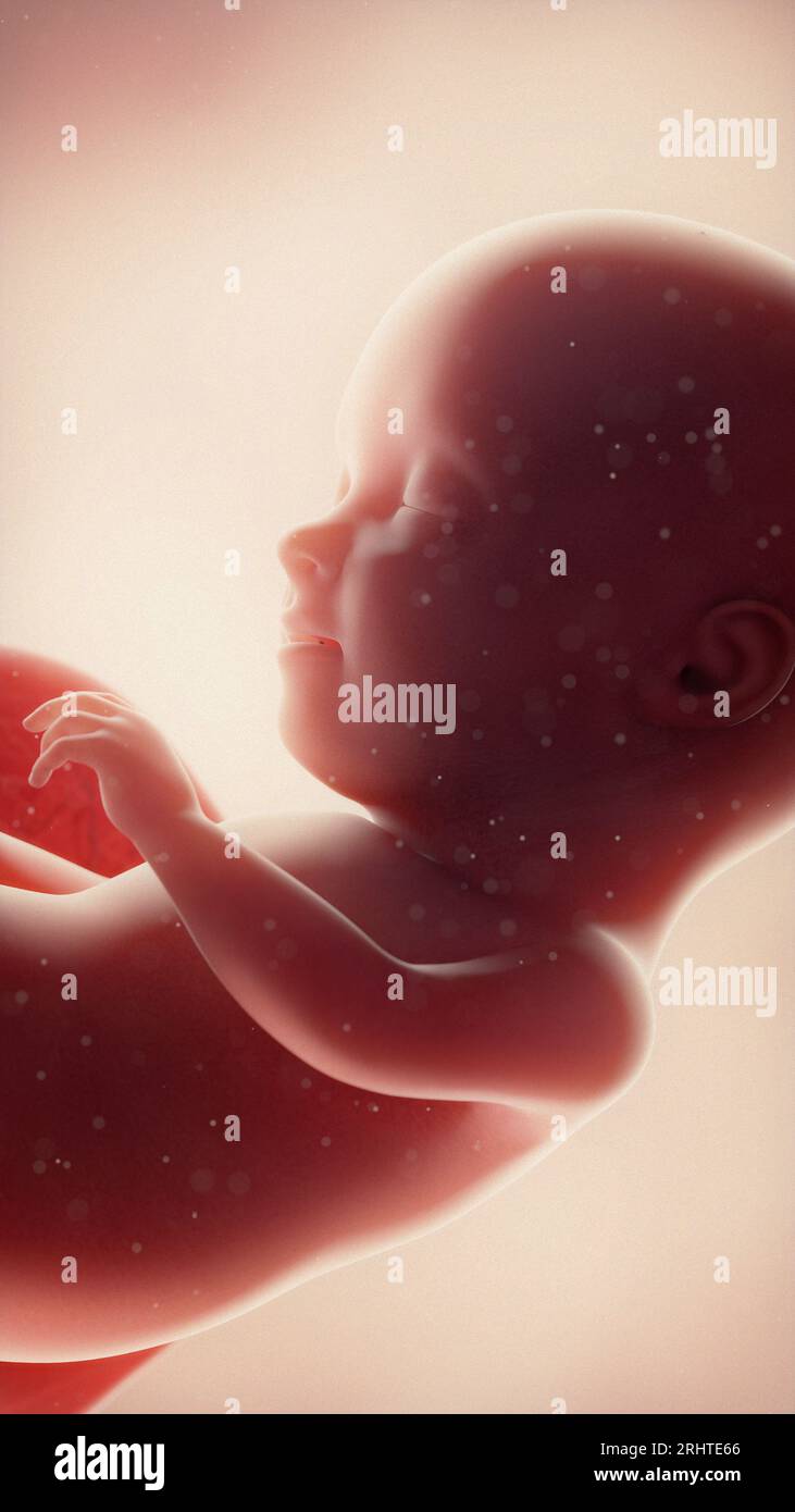 Foetus at week 31, illustration Stock Photo - Alamy