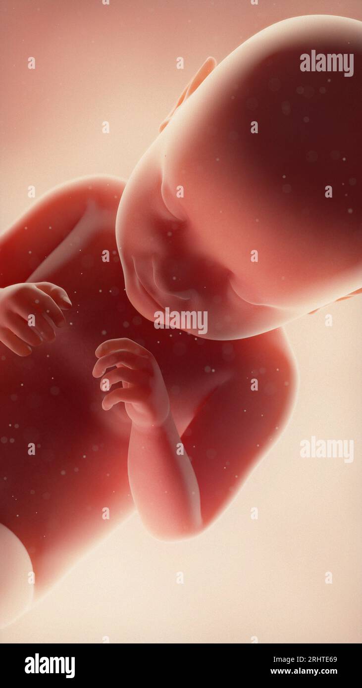Womb foetus hand hi-res stock photography and images - Alamy