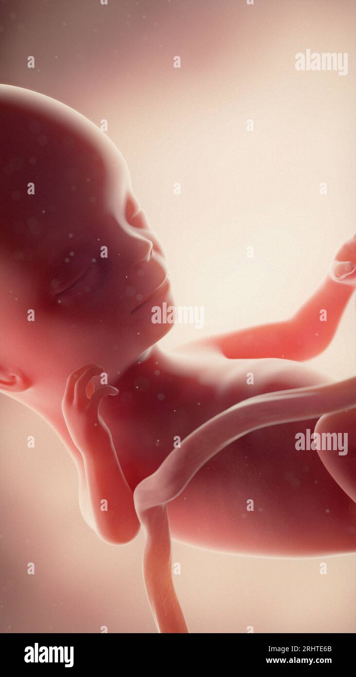 Pregnancy week 14 hi-res stock photography and images - Alamy