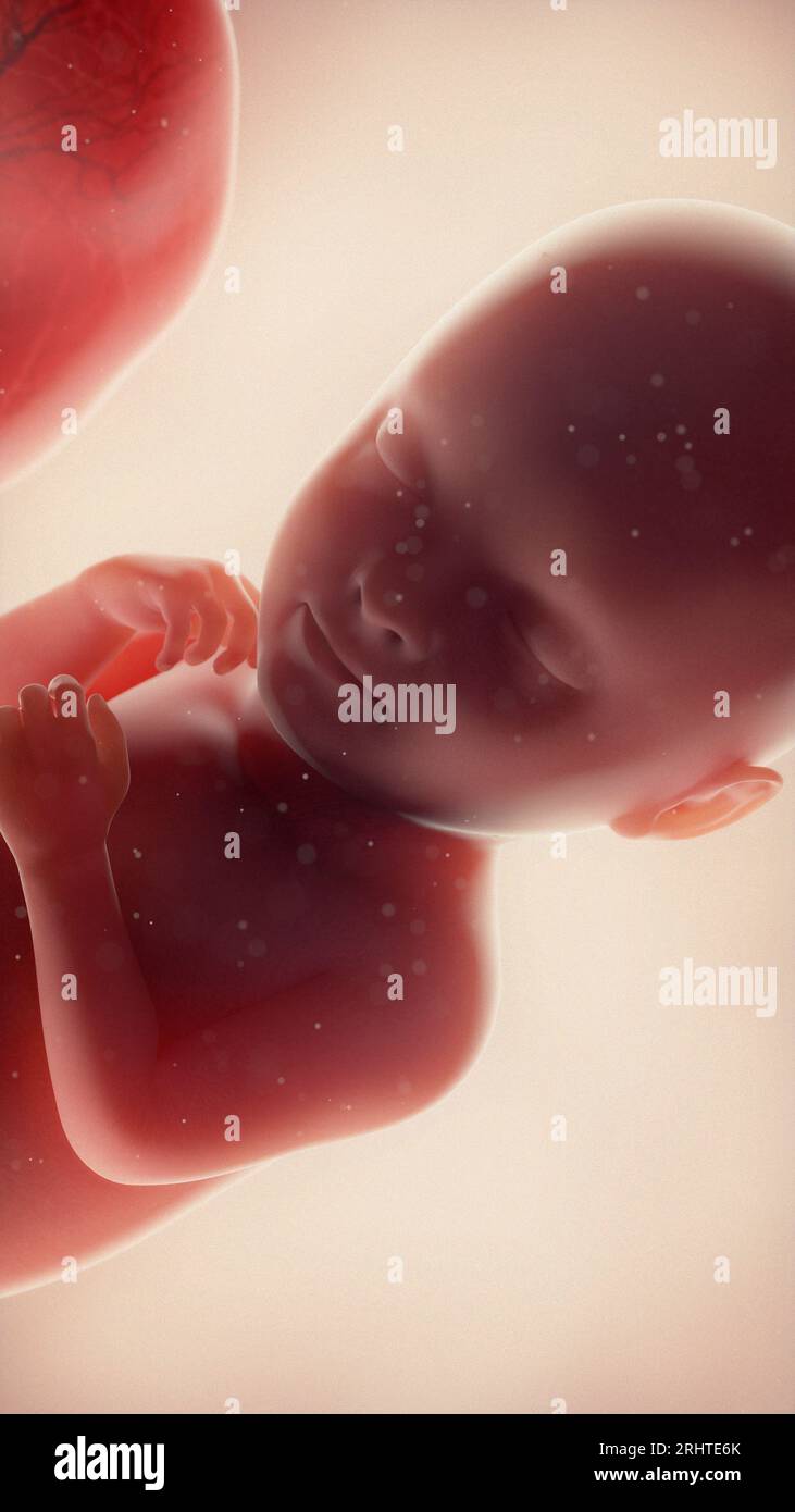 Foetus at week 33, illustration Stock Photo - Alamy