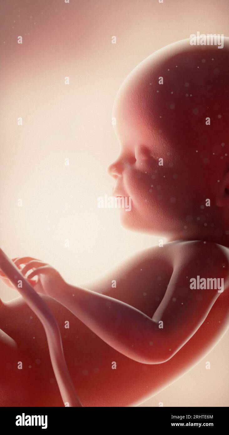 Foetus at week 22, illustration Stock Photo - Alamy