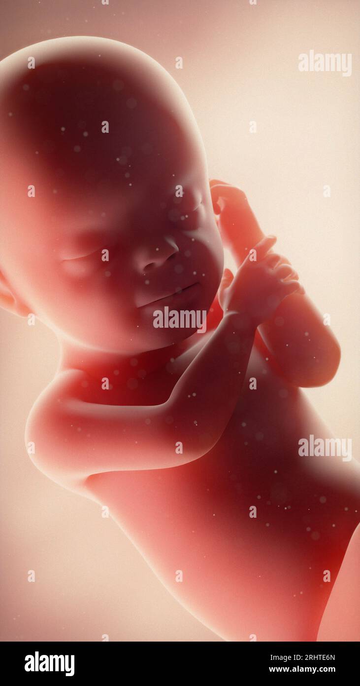 Womb foetus hand hi-res stock photography and images - Alamy
