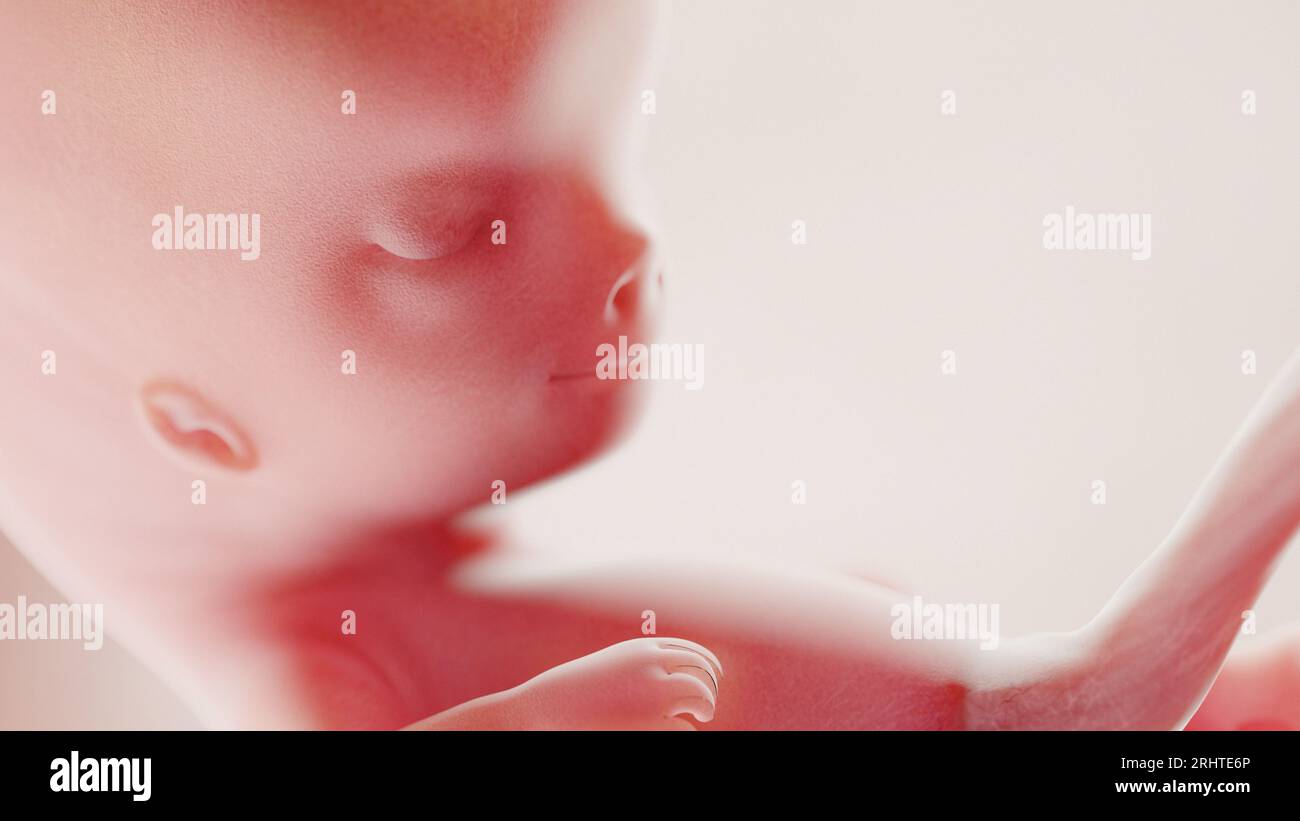 Foetus at week 10, illustration Stock Photo - Alamy