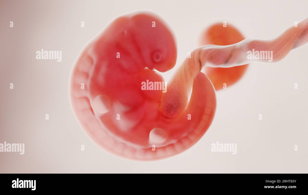 Foetus at week 6, illustration Stock Photo - Alamy