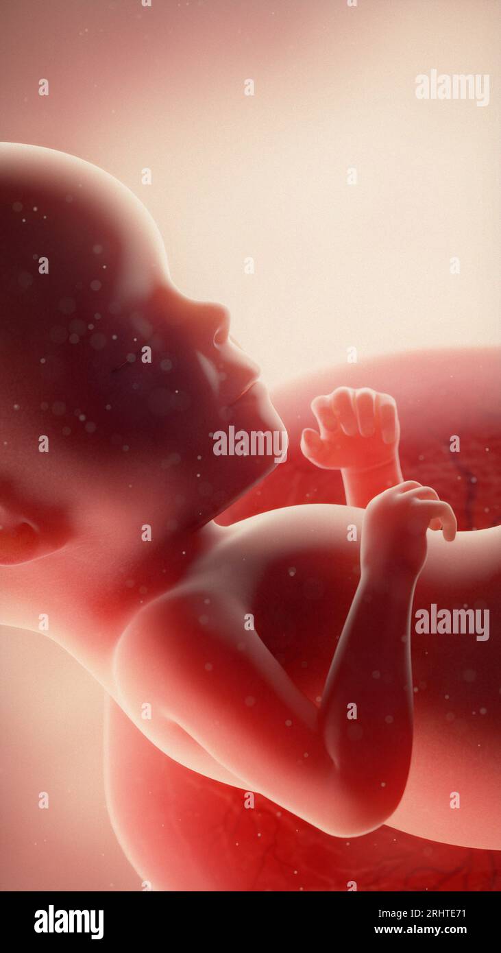 Womb foetus hand hi-res stock photography and images - Alamy