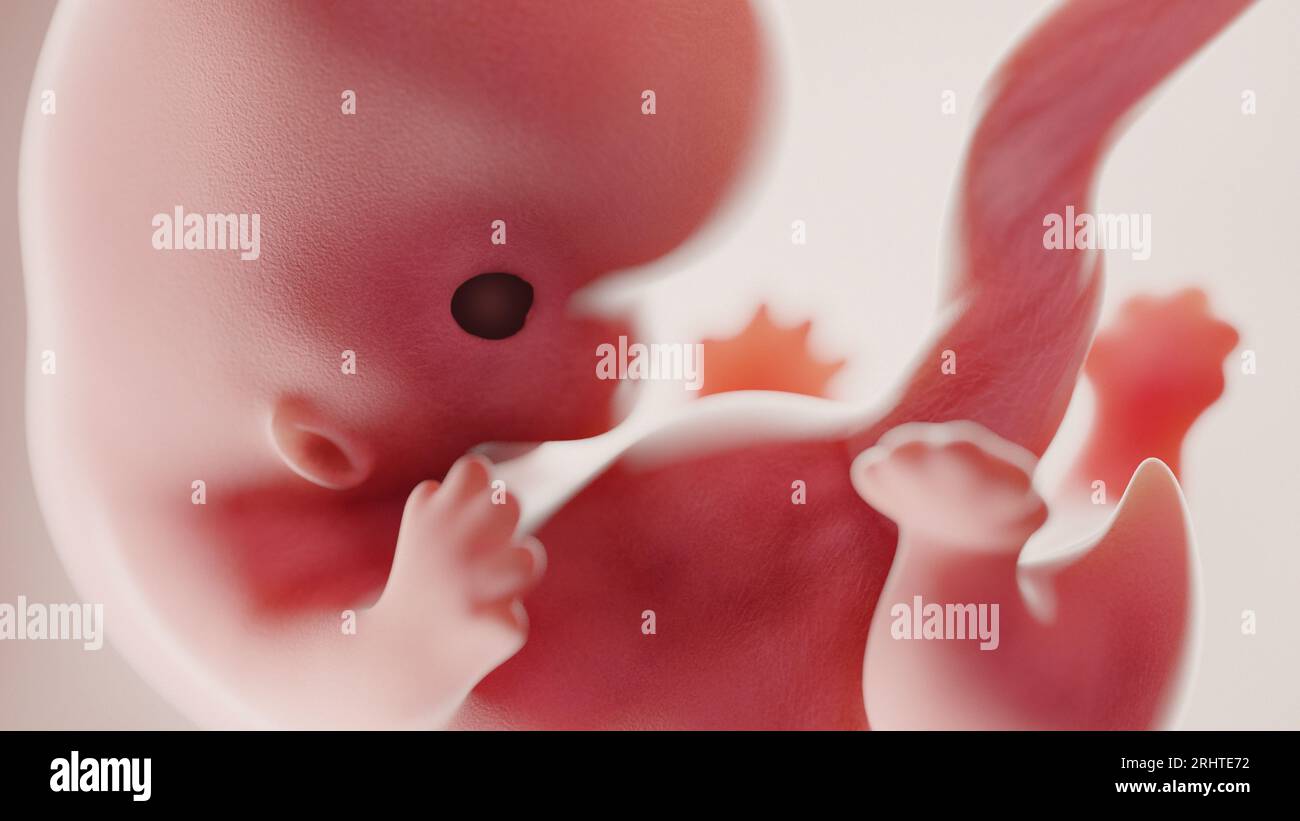 Foetus at week 8, illustration Stock Photo - Alamy