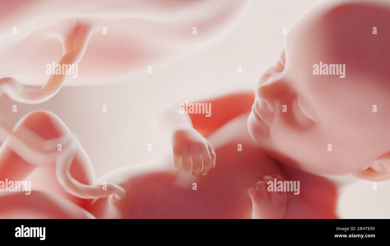 Foetus at week 32, illustration Stock Photo - Alamy