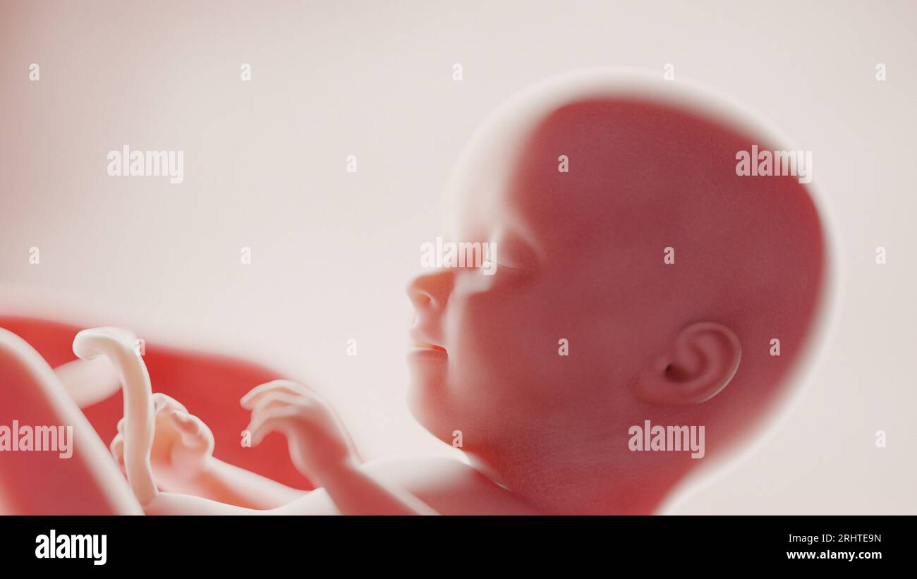 Foetus at week 31, illustration Stock Photo - Alamy