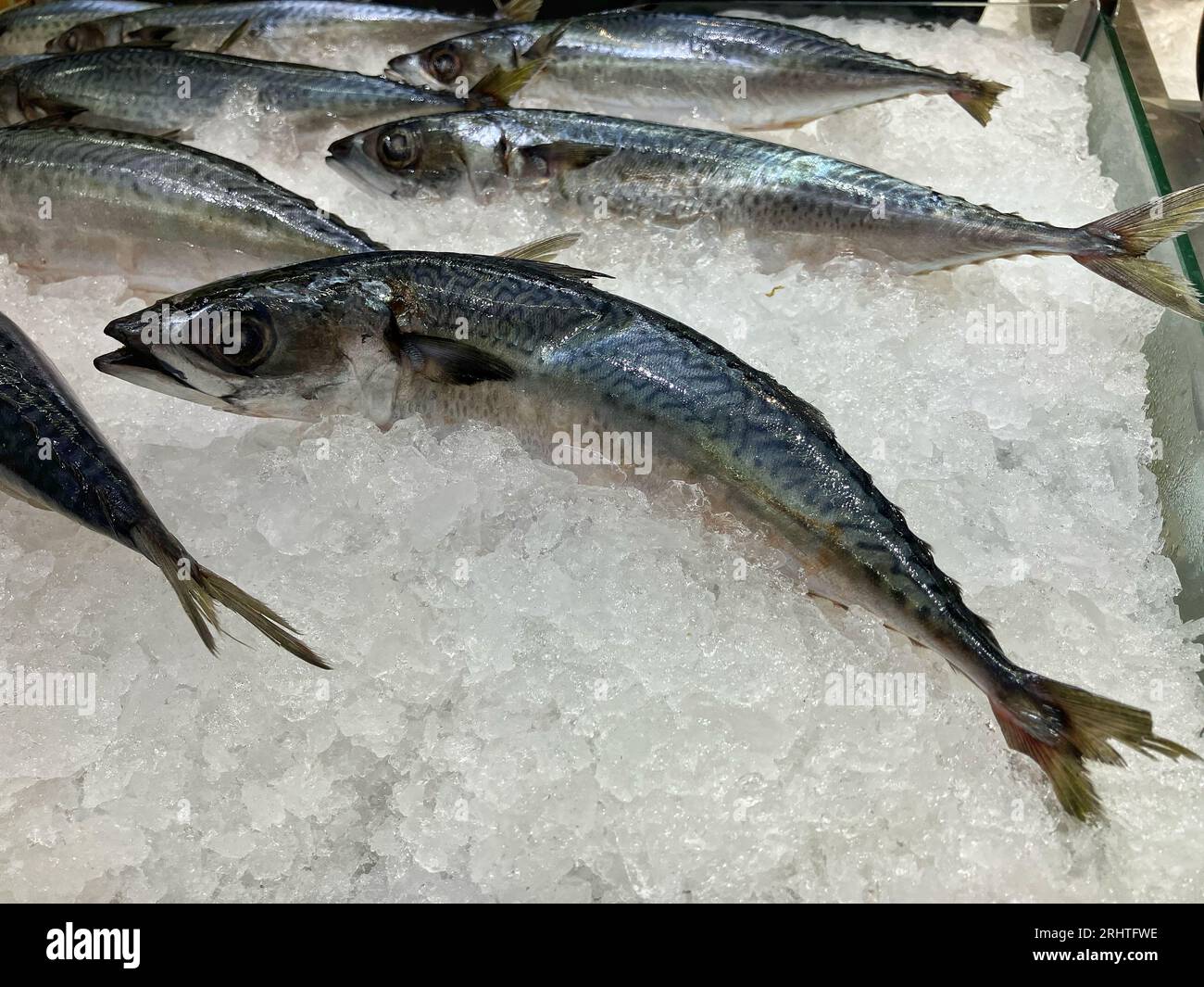 A supermarket's grocery section offered fresh fish on ice background ...