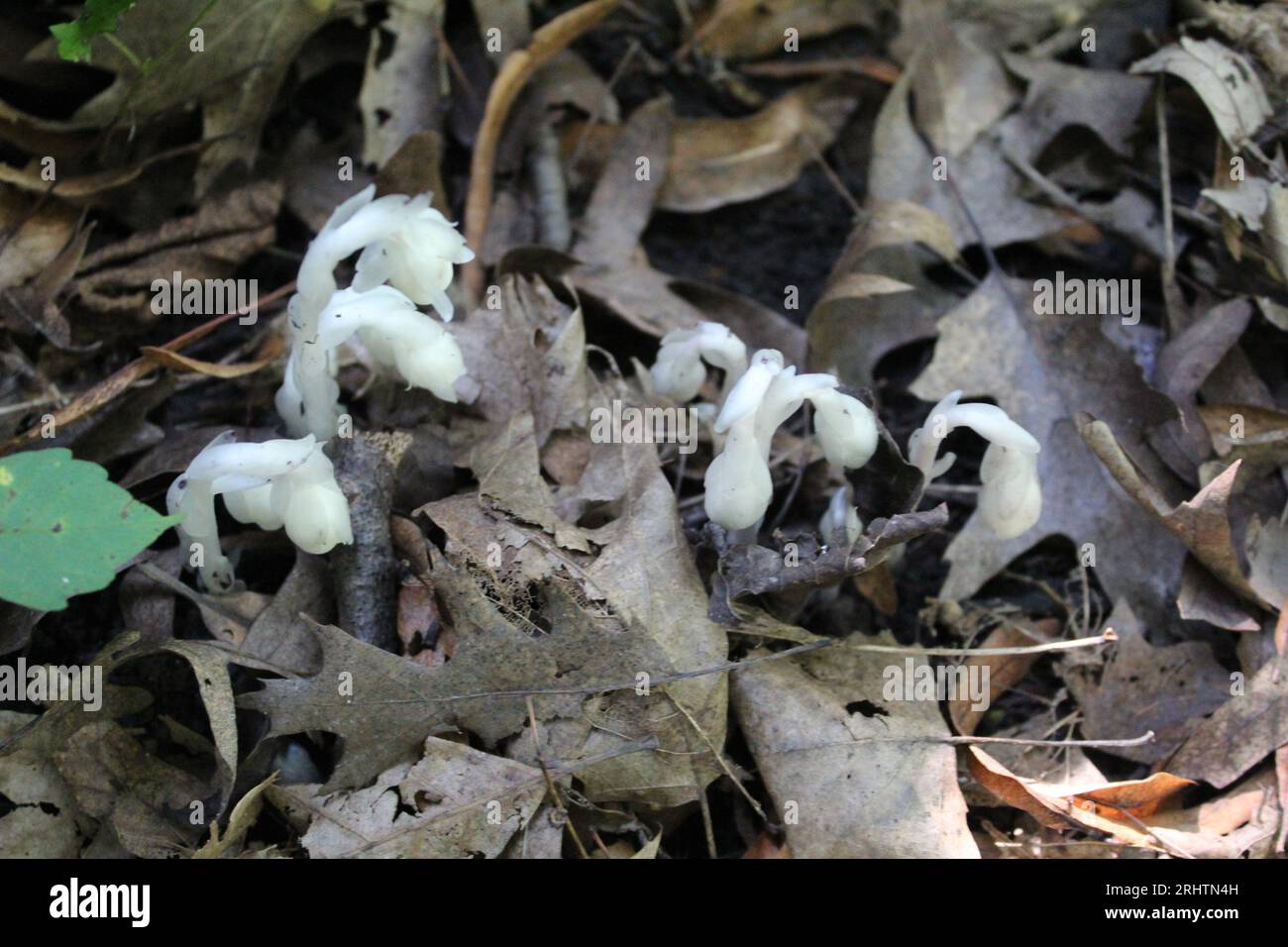 Ghost pipe flowers hi-res stock photography and images - Alamy