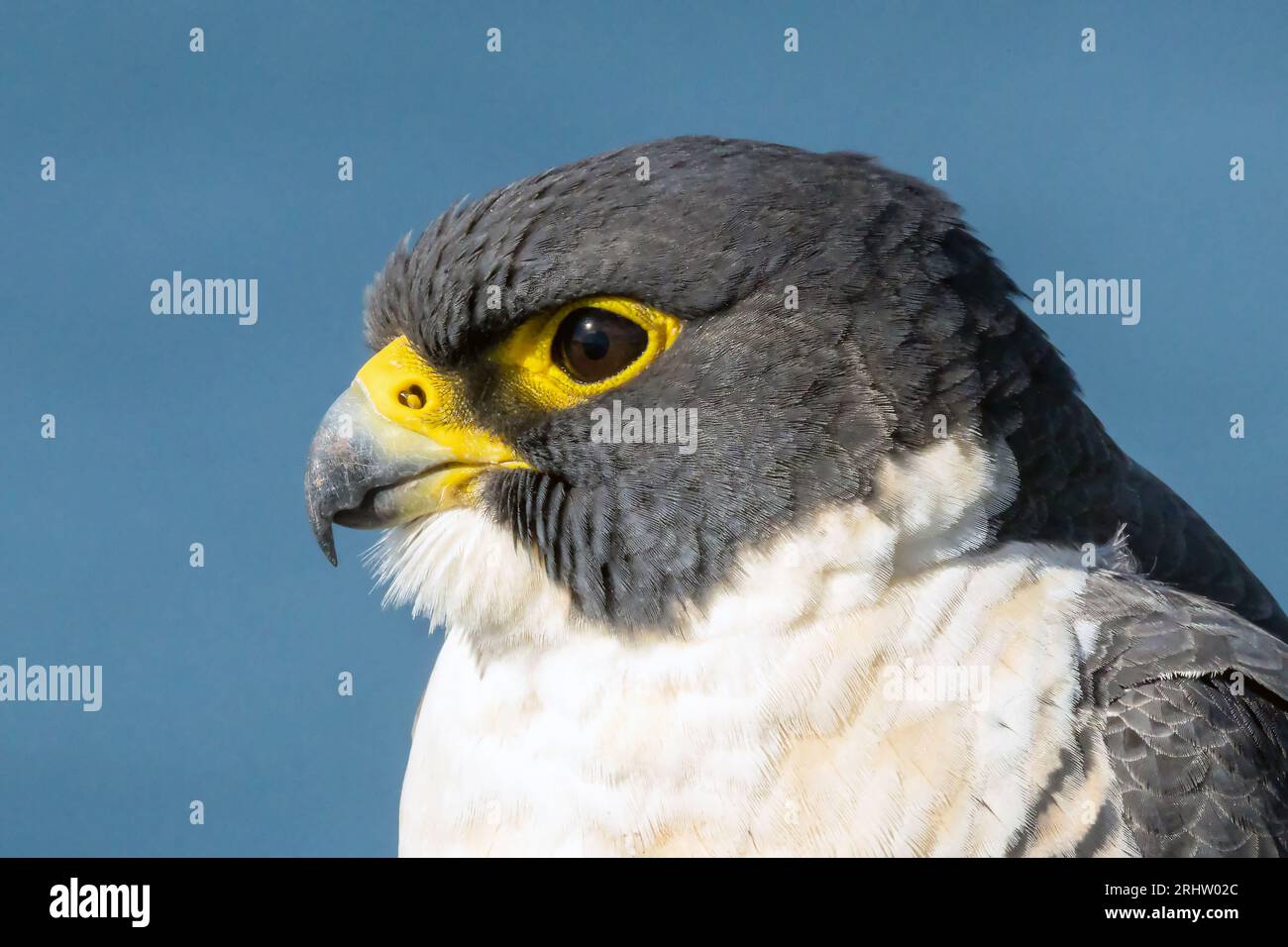 Peregrine falcon australia hi-res stock photography and images - Alamy