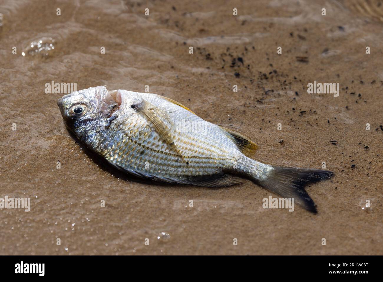 Dead Bream fish laying on the edge of a river Stock Photo - Alamy