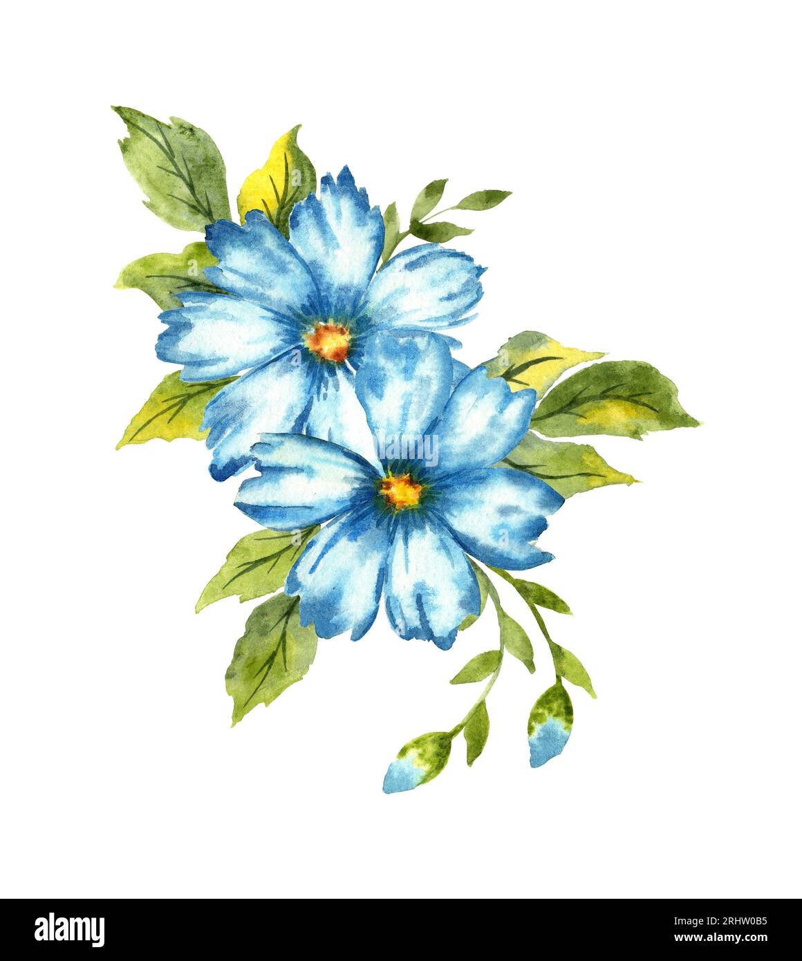 Watercolor illustration of two blue flowers with buds. Colors indigo ...