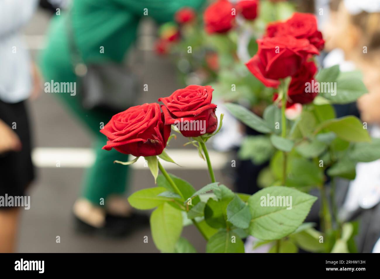 Red roses at festival. Flowers for teacher. Schoolboy holding roses ...