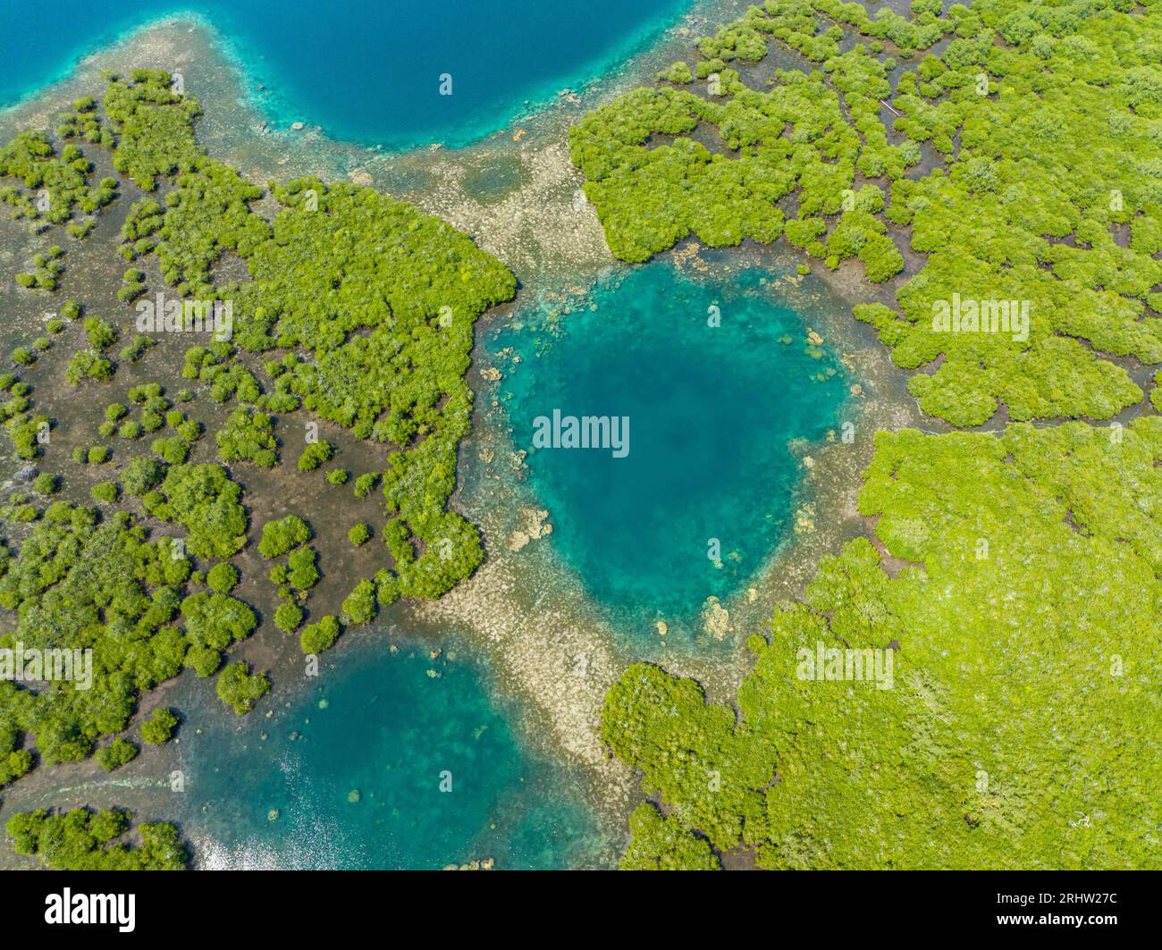 Beautiful turquoise lagoon and forest, trees in wetlands. Mindanao ...