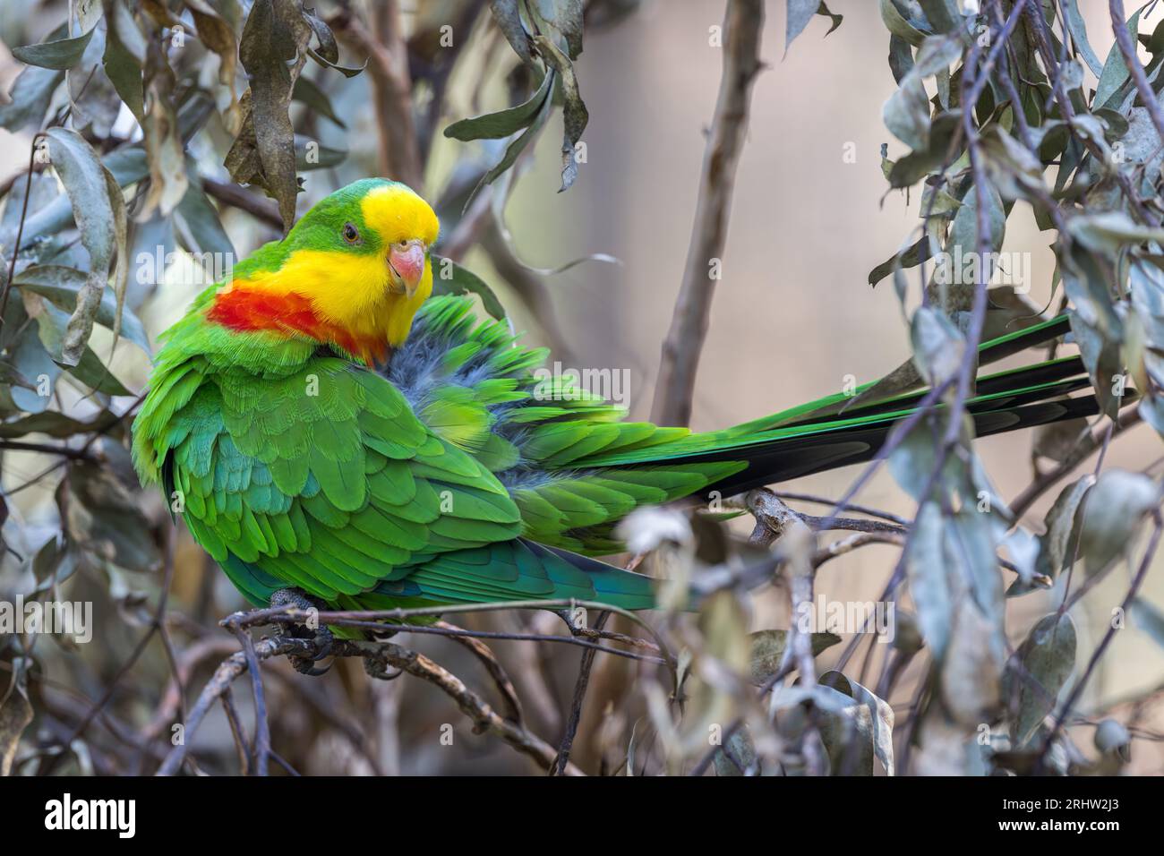 A single male Superb Parrot perched on river red gum branches preening ...