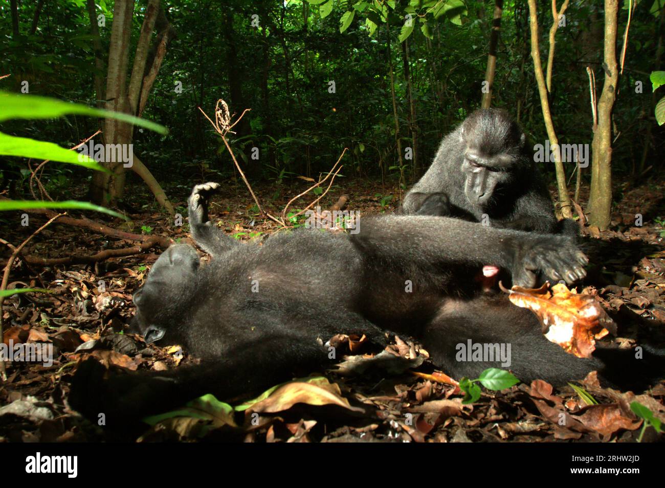 Primate grooming activity hi-res stock photography and images - Alamy