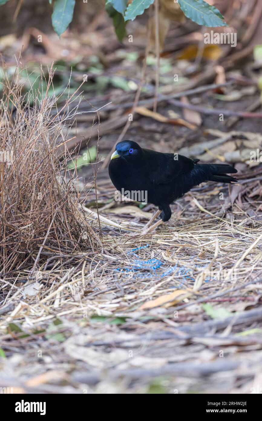 Male Satin Bowerbird, a fastidious collector of objects, critically ...