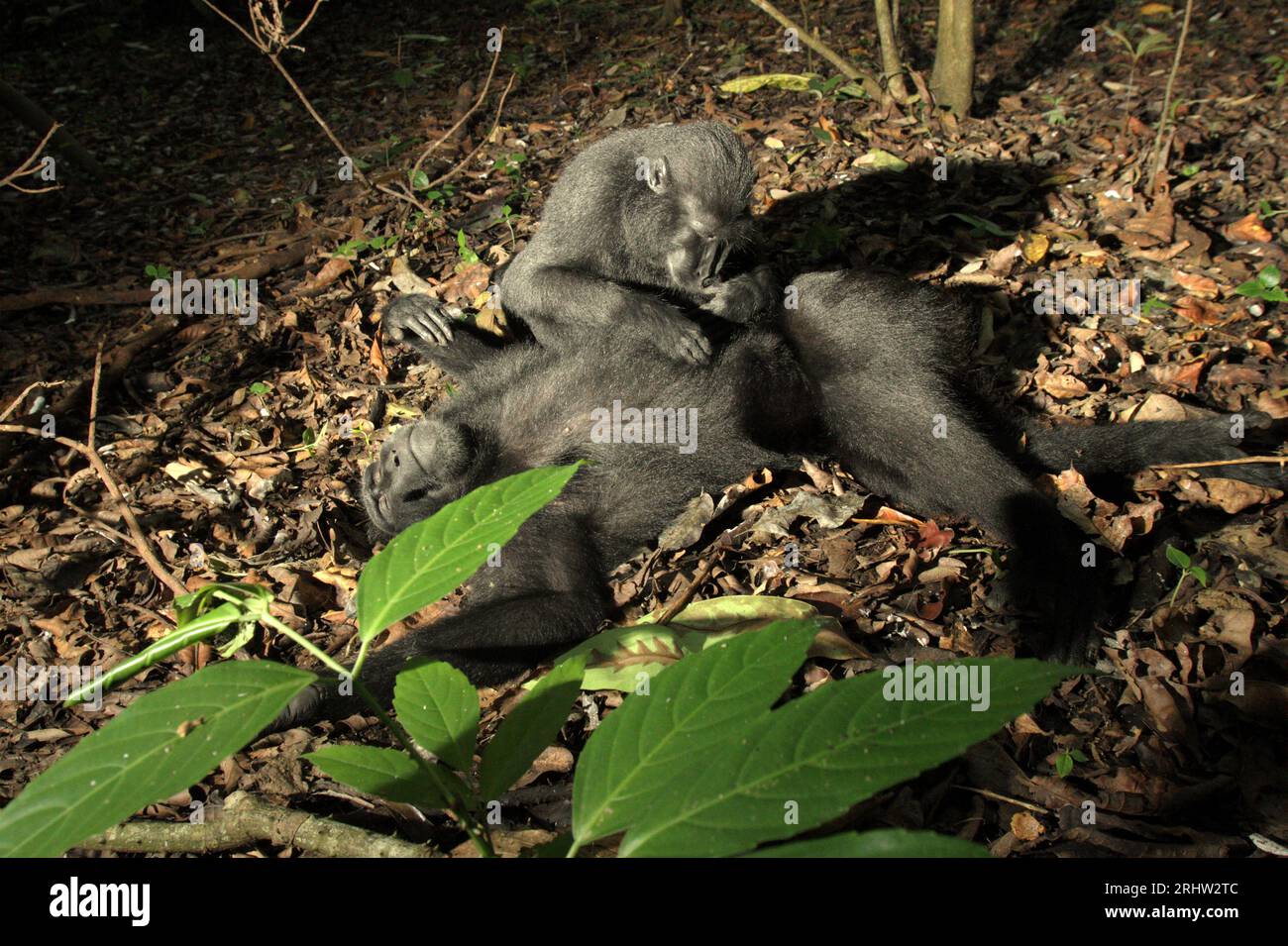 Primate grooming activity hi-res stock photography and images - Alamy