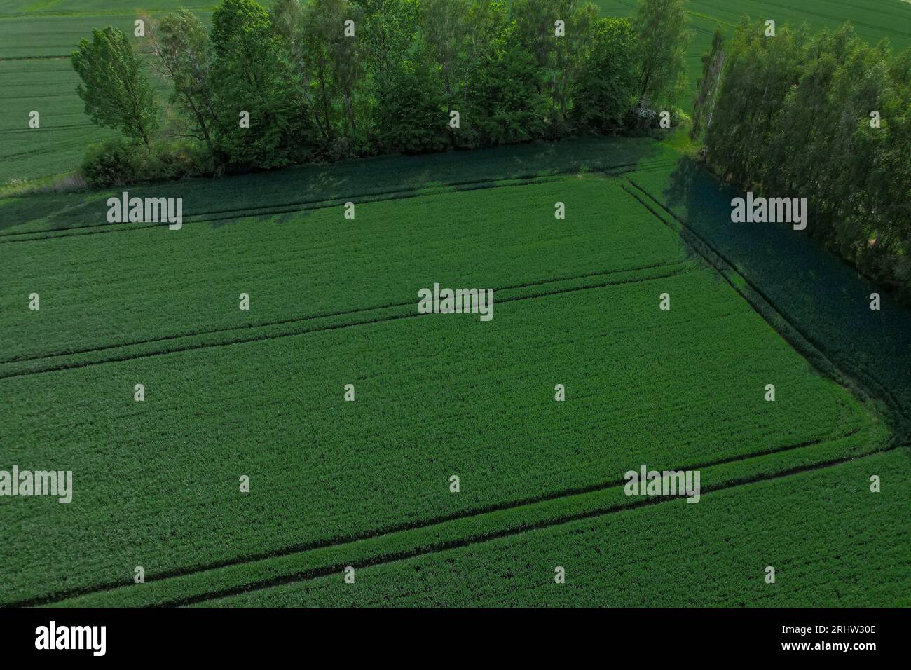 Aerial view Geometrical top view of green wheat corn field. Flying view ...