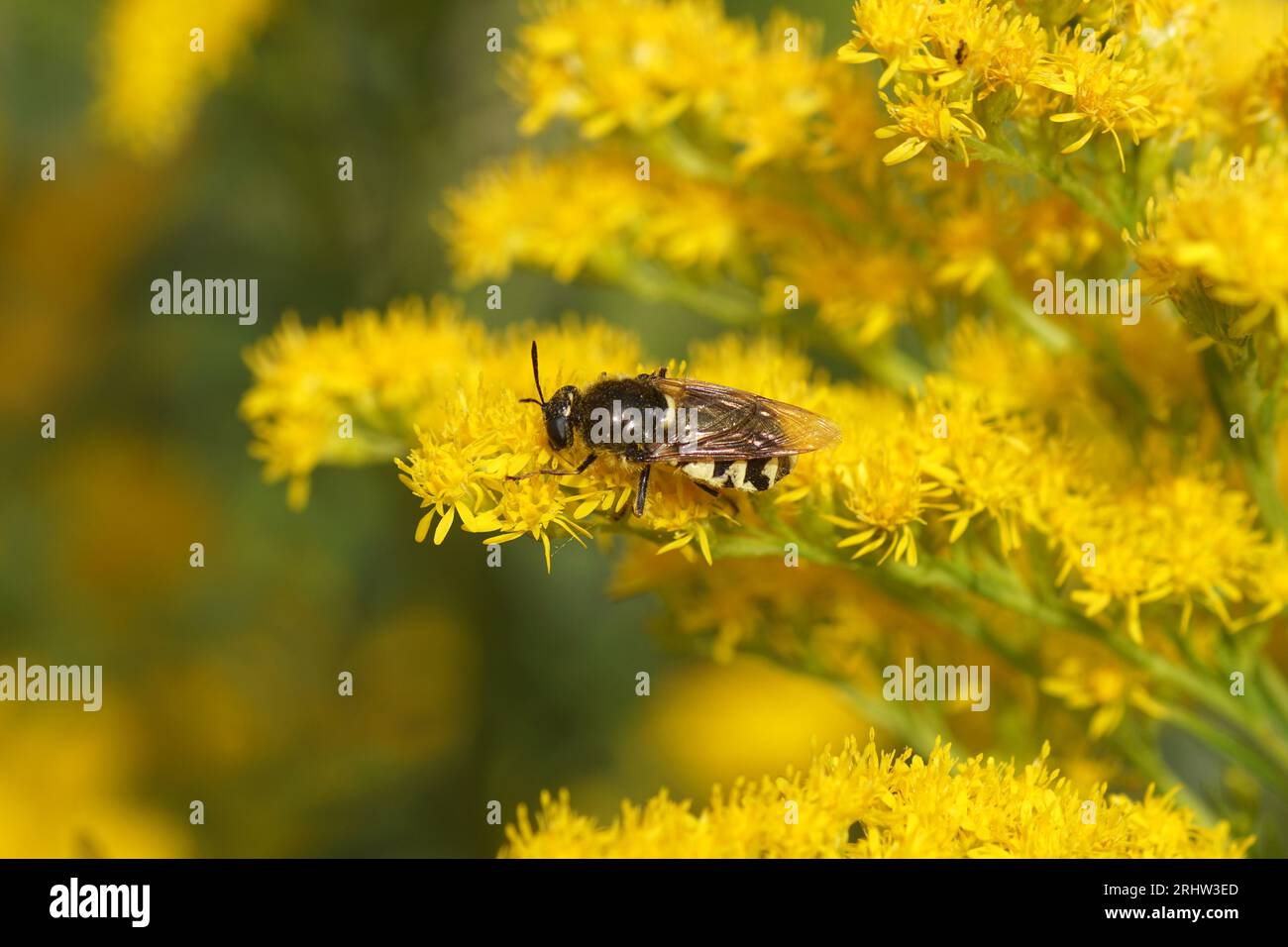 Closeup soldier fly the flecked general (Stratiomys singularior ...