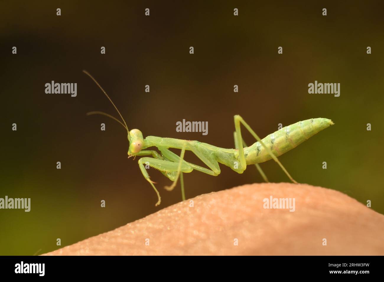 Mantis pose on human finger Stock Photo - Alamy