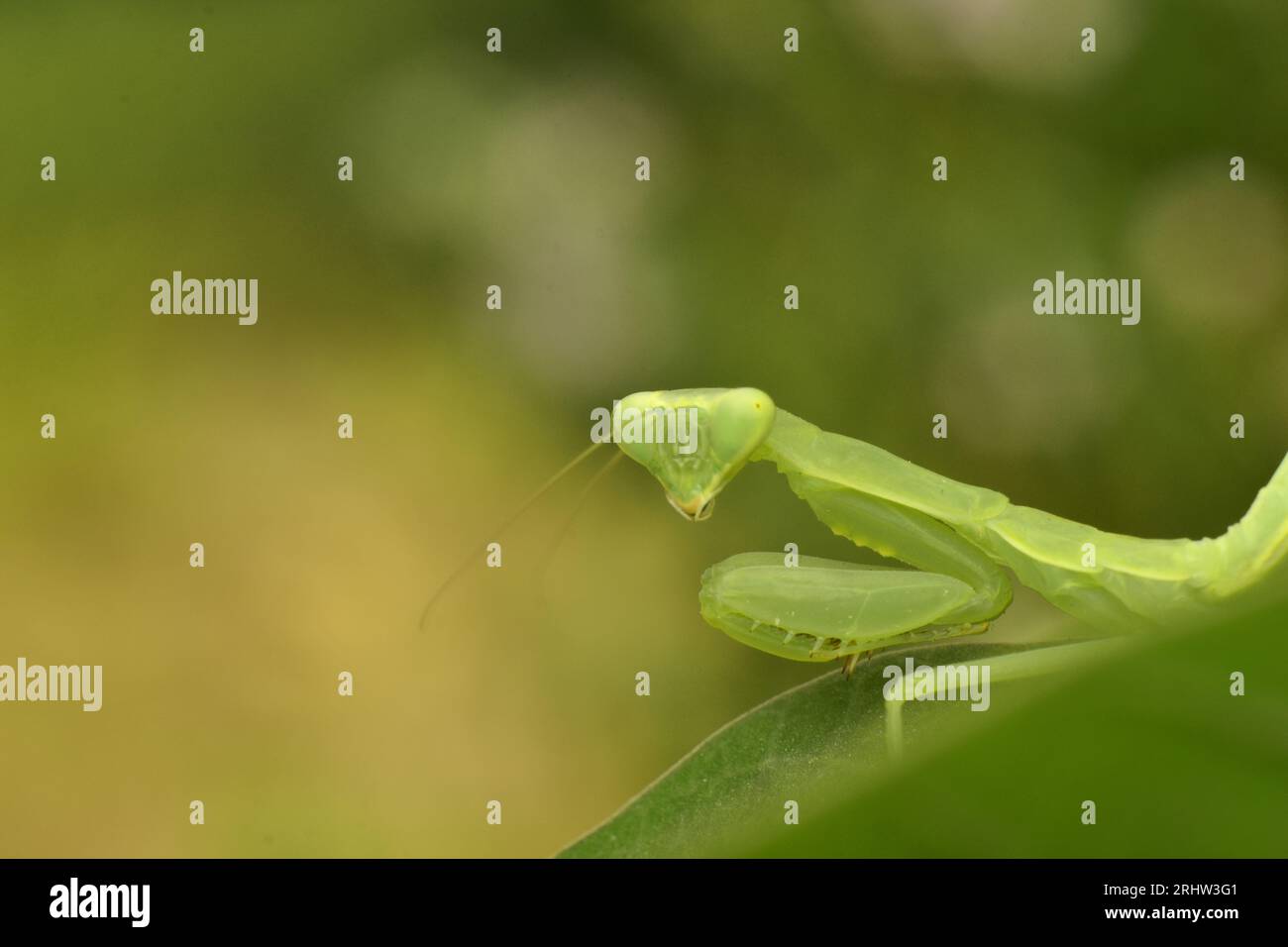 Medium sized praying mantis hi-res stock photography and images - Alamy