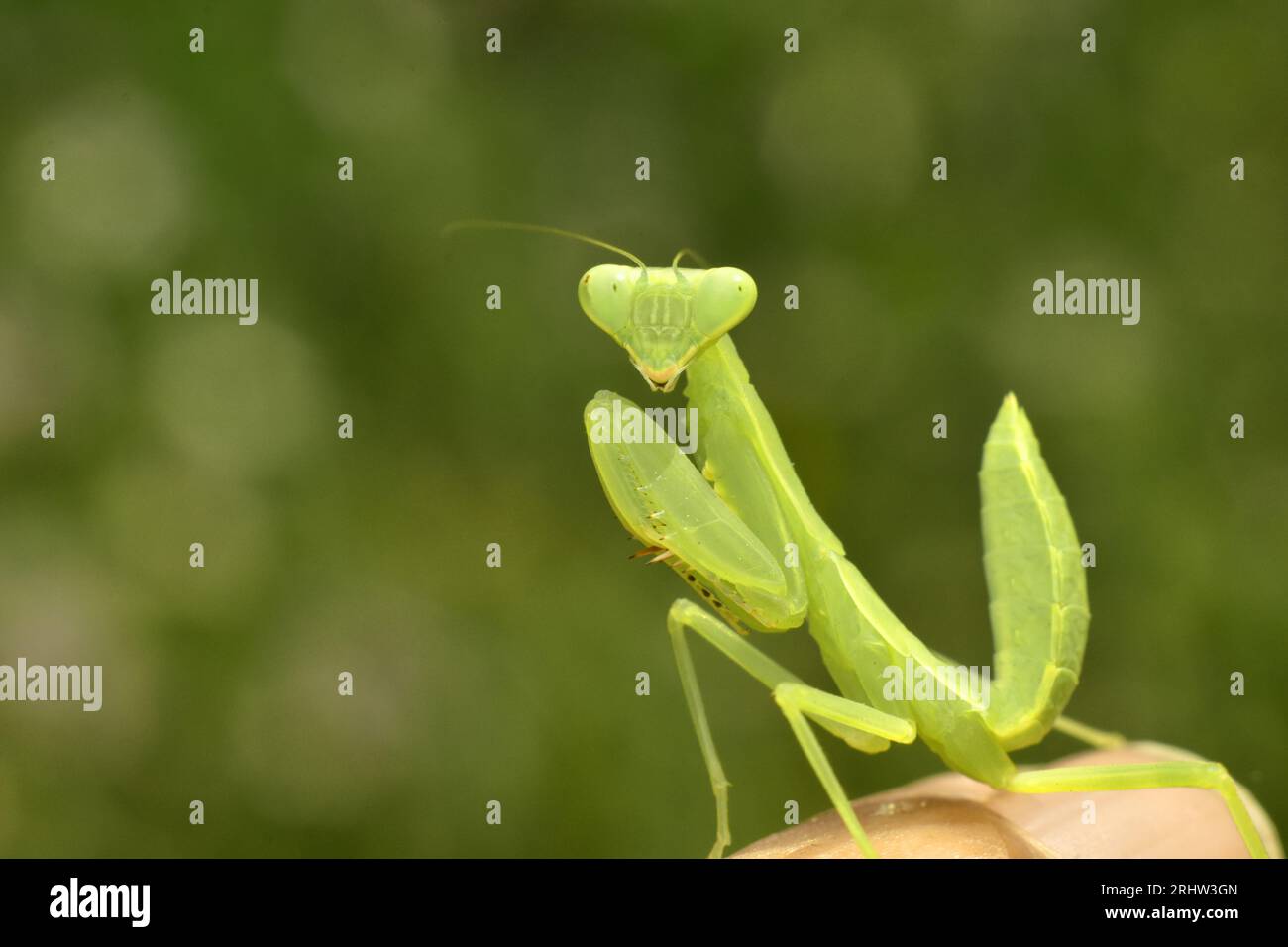 Mantis pose. Close up. Macro Stock Photo - Alamy