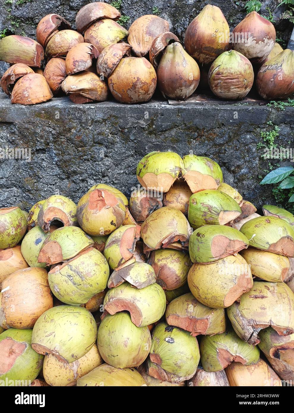Split coconut husks piled on a gray concrete wall to dry in the sun in ...