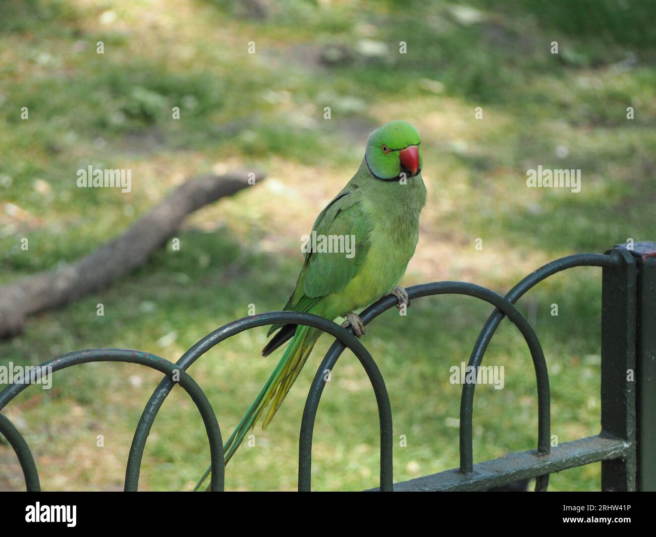 green ring necked parakeet parrot scientific name Psittacara ...