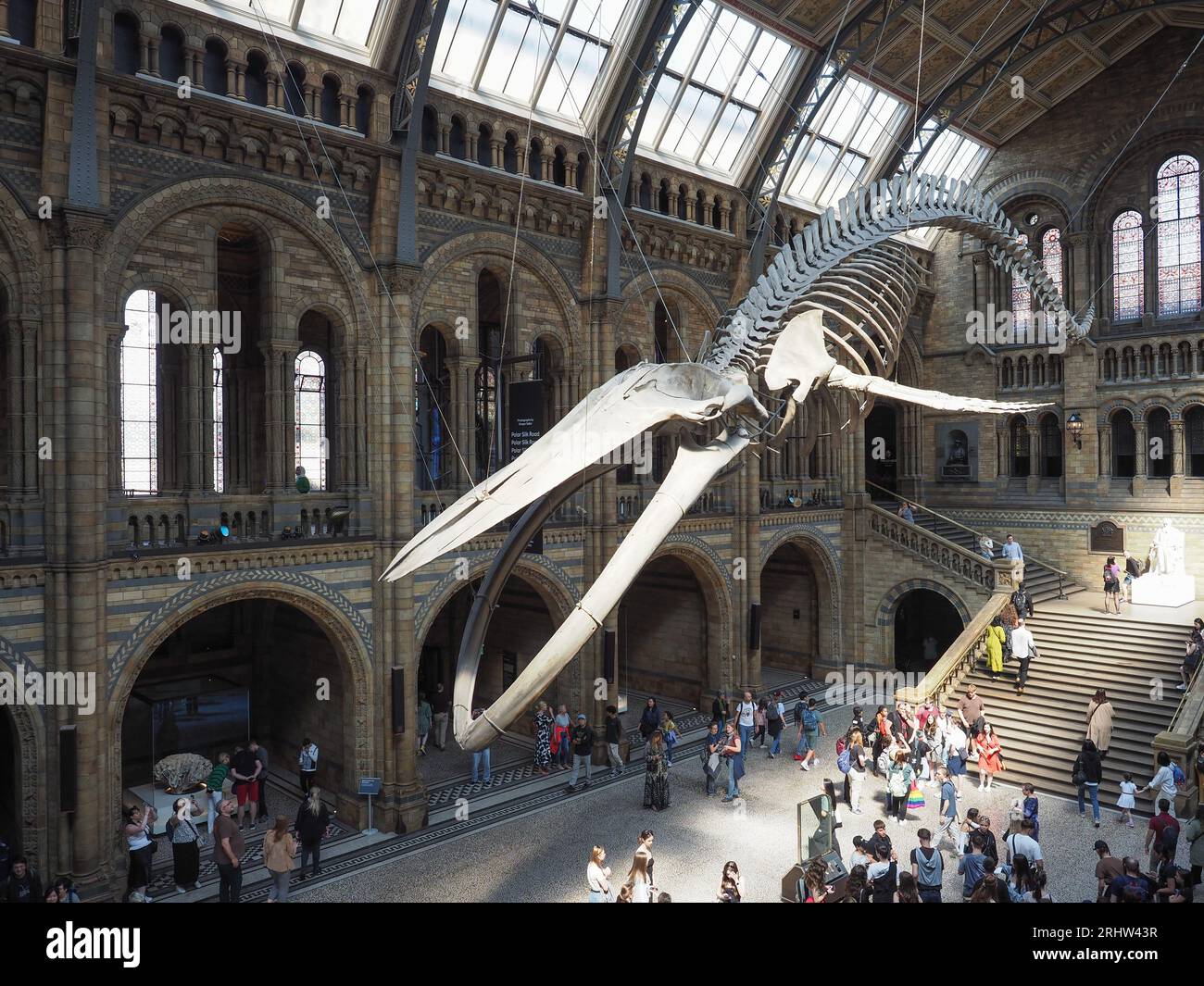 LONDON, UK - JUNE 09, 2023: Blue whale skeleton in the Hintze Hall at ...